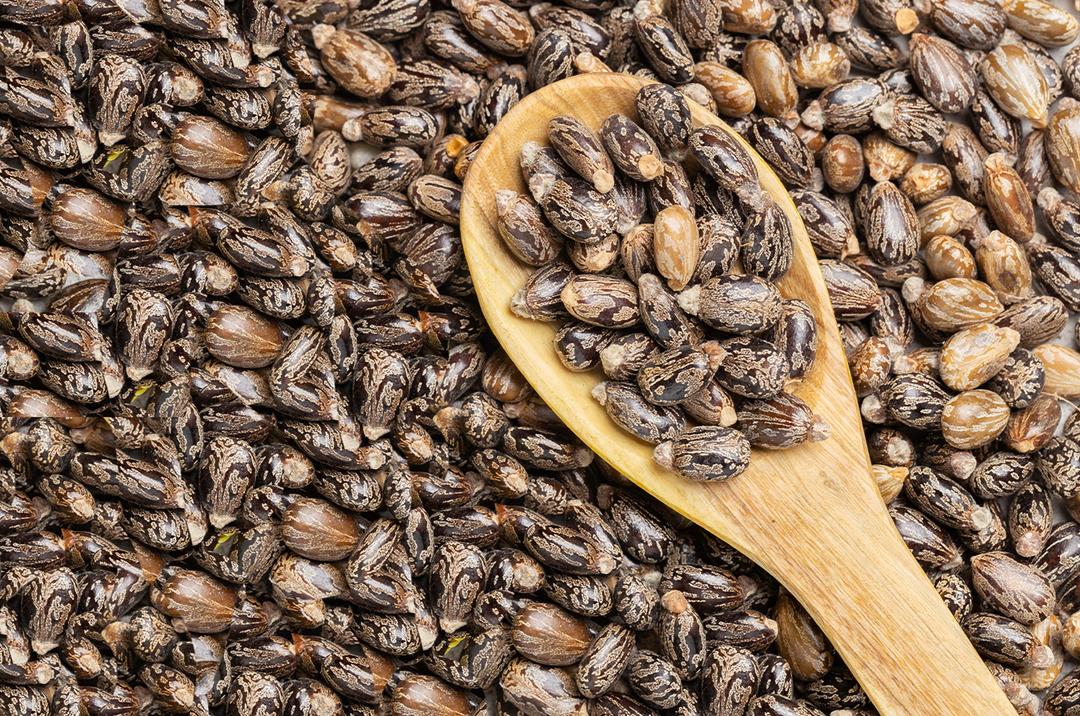 Pure Cold Pressed Castor (Arandi) Oil